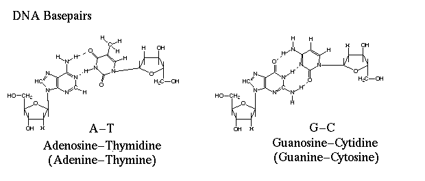 Cytidine Vs Cytosine