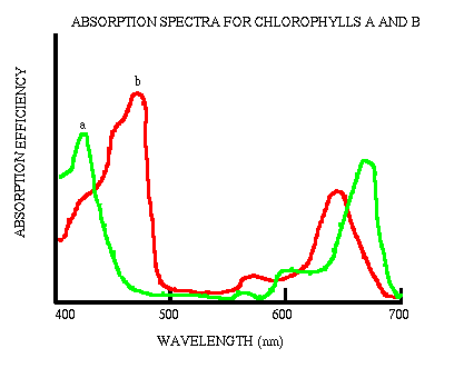 Wavelength Of Light Photosynthesis