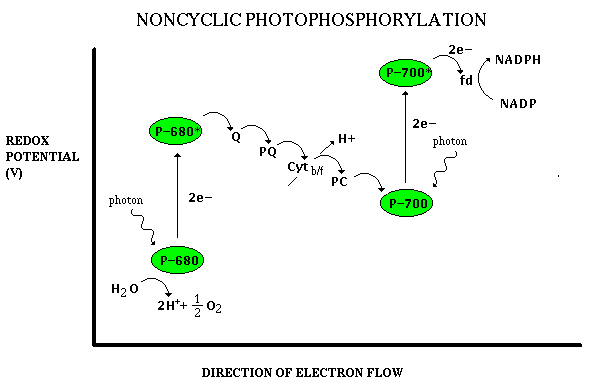 Cyclic Photophosphorylation Diagram